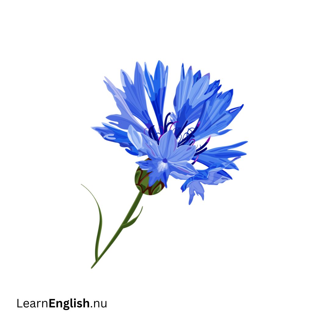 31 Plant Vocabulary In English With Picture Pronunciation Learn English 31 Plant Vocabulary In English With Picture Pronunciation Learn English
