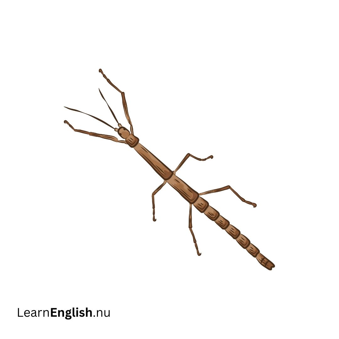 Insects and Reptiles in French - learn french