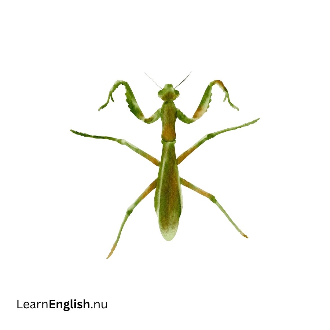 Insects and Reptiles in French - learn french