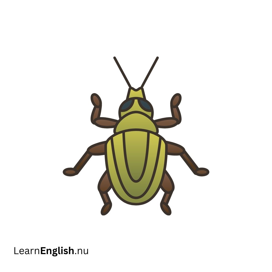 Insects and Reptiles in French - learn french