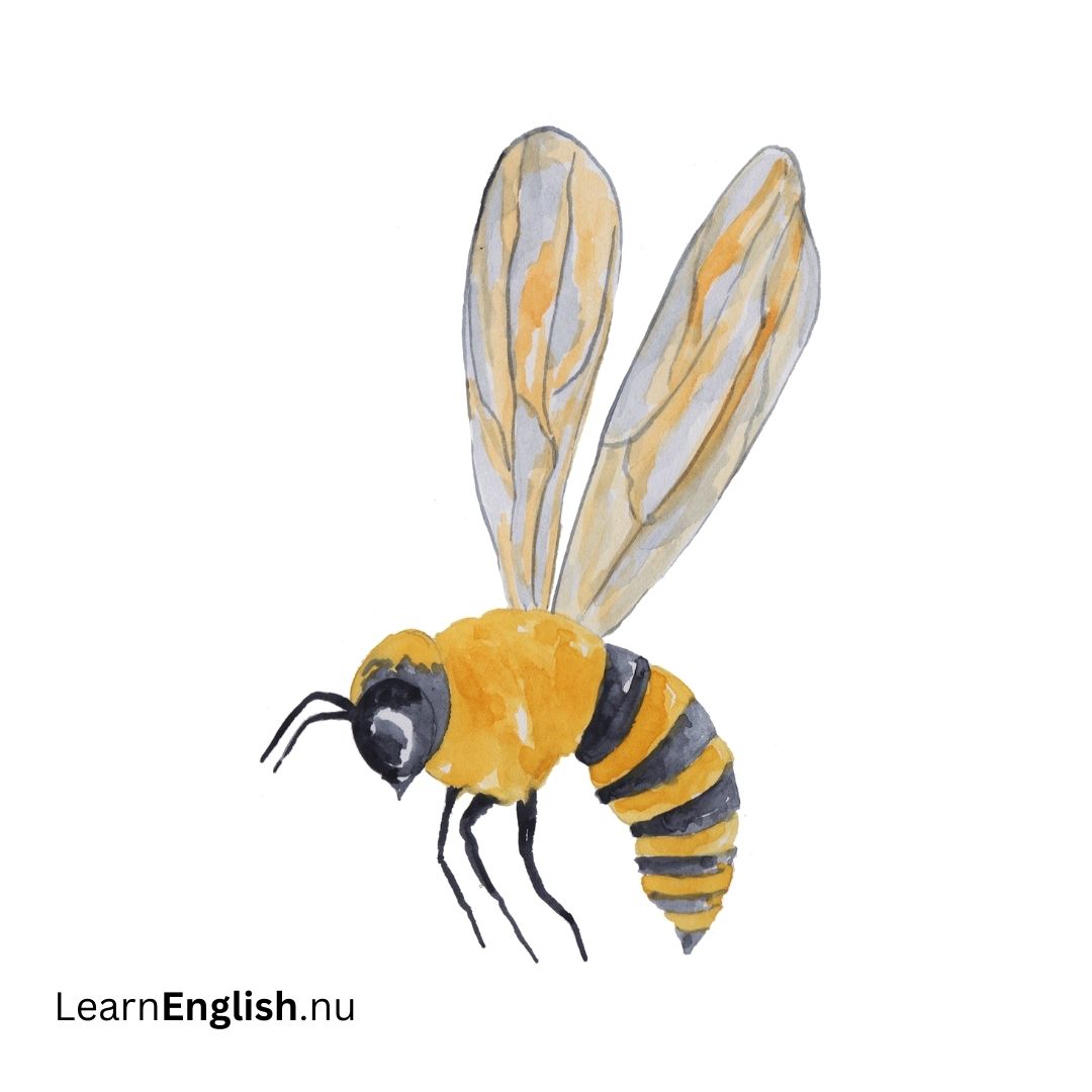 Insects and Reptiles in French - learn french