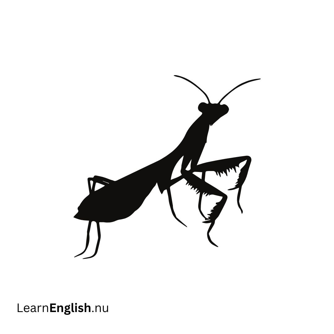 Insects and Reptiles in French - learn french