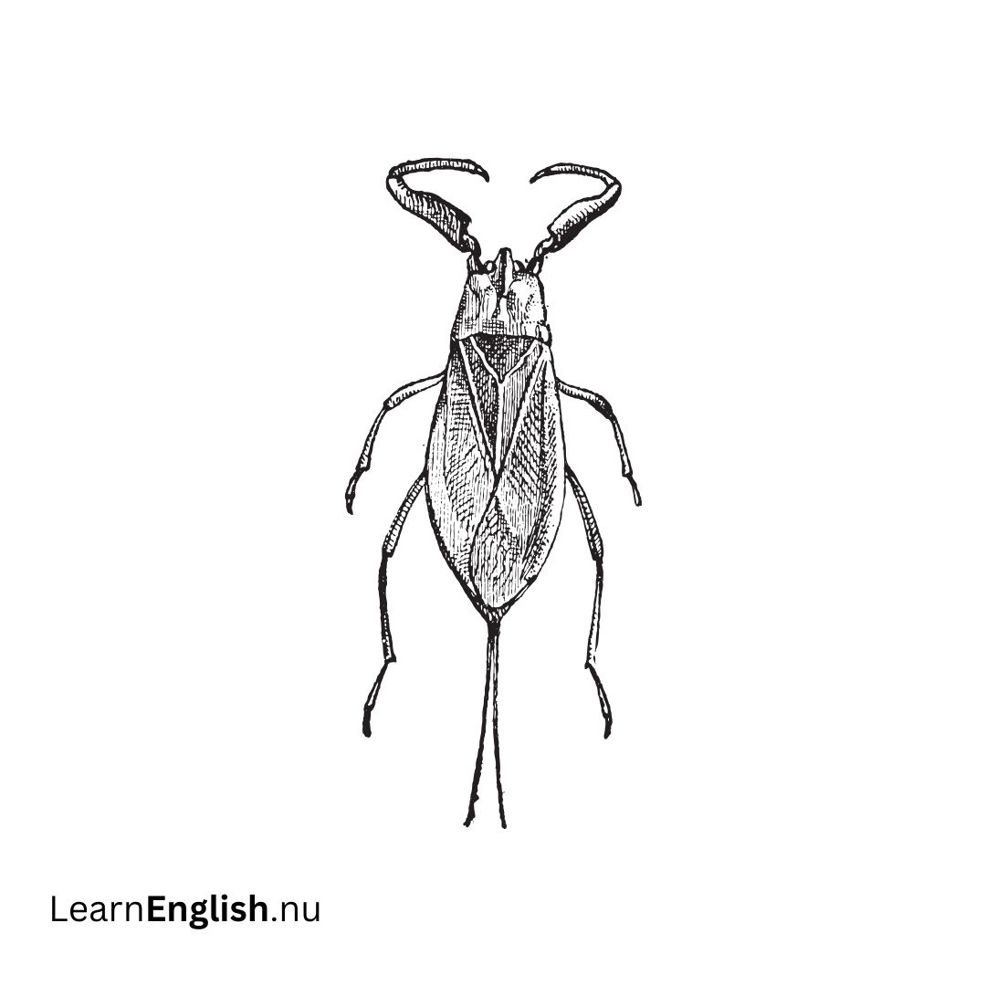 Insects and Reptiles in French - learn french