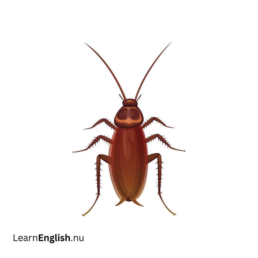 Insects and Reptiles in French - learn french