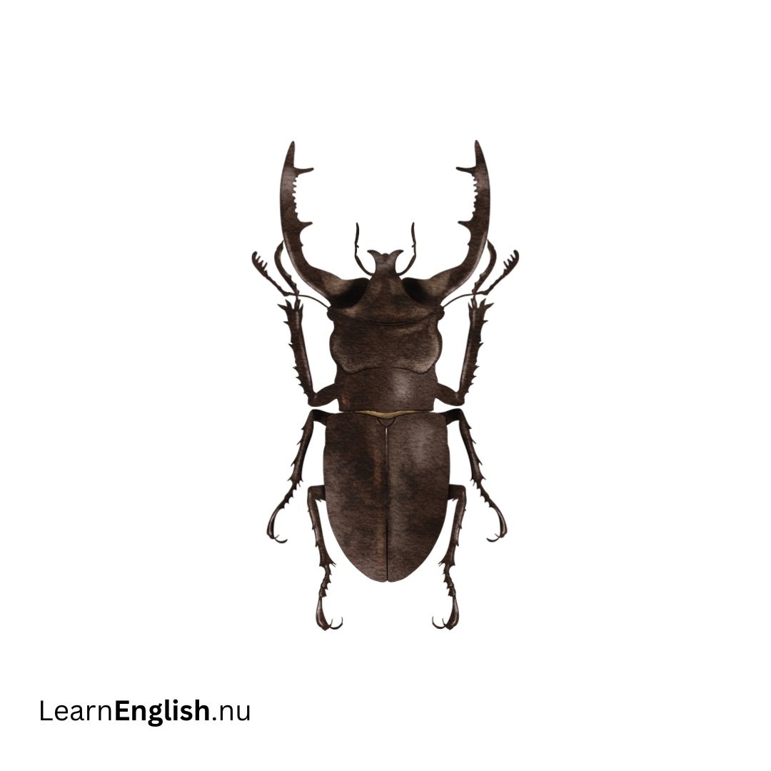 Insects and Reptiles in French - learn french