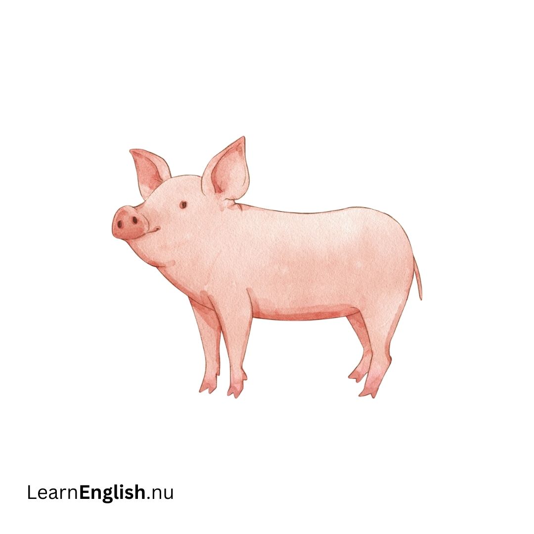 Swedish Lessons: Swedish animal names - learn swedish