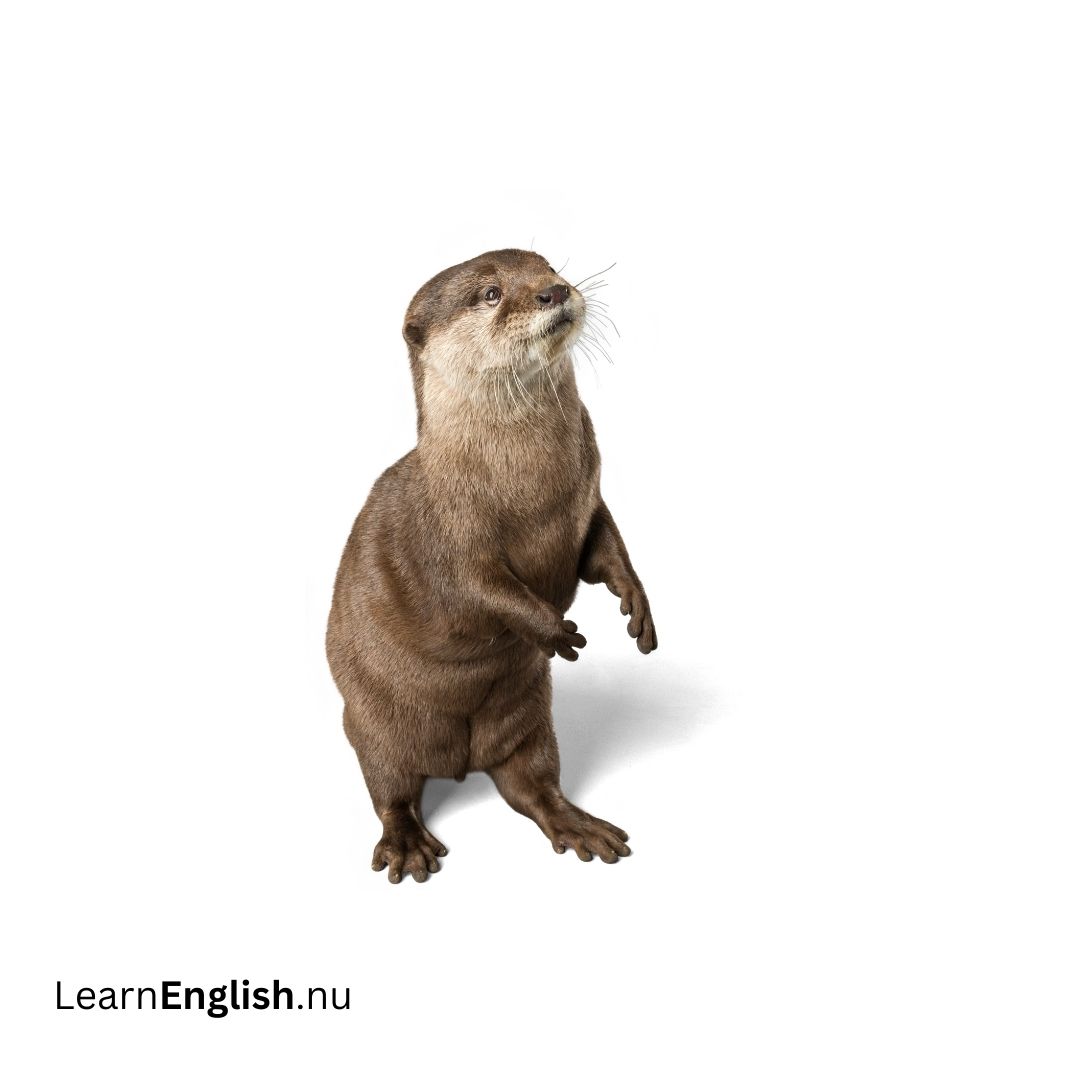 Swedish Lessons: Swedish animal names - learn swedish