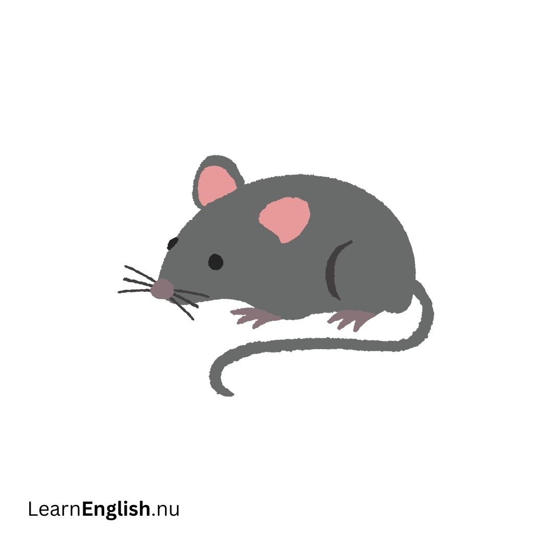 Swedish Lessons: Swedish animal names - learn swedish