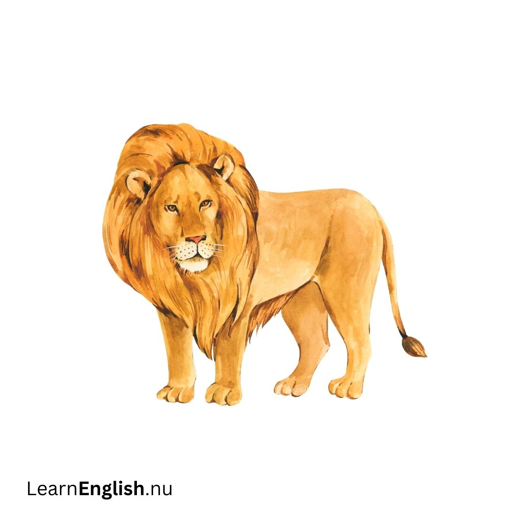 Swedish Lessons: Swedish animal names - learn swedish