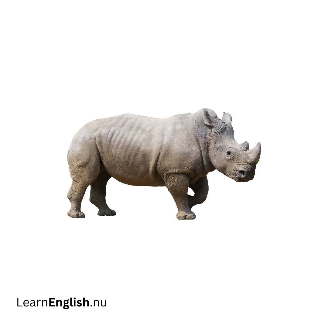 Swedish Lessons: Swedish animal names - learn swedish