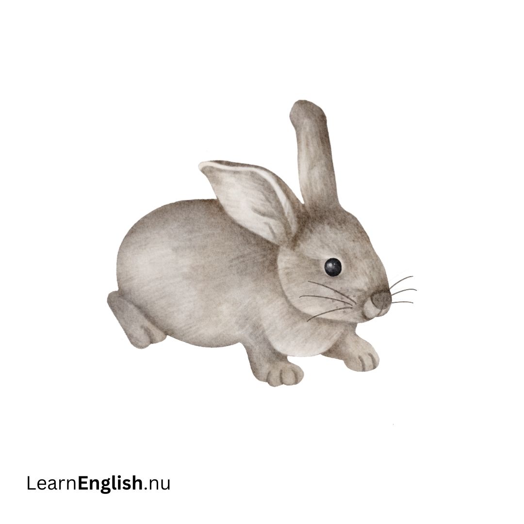 Swedish Lessons: Swedish animal names - learn swedish