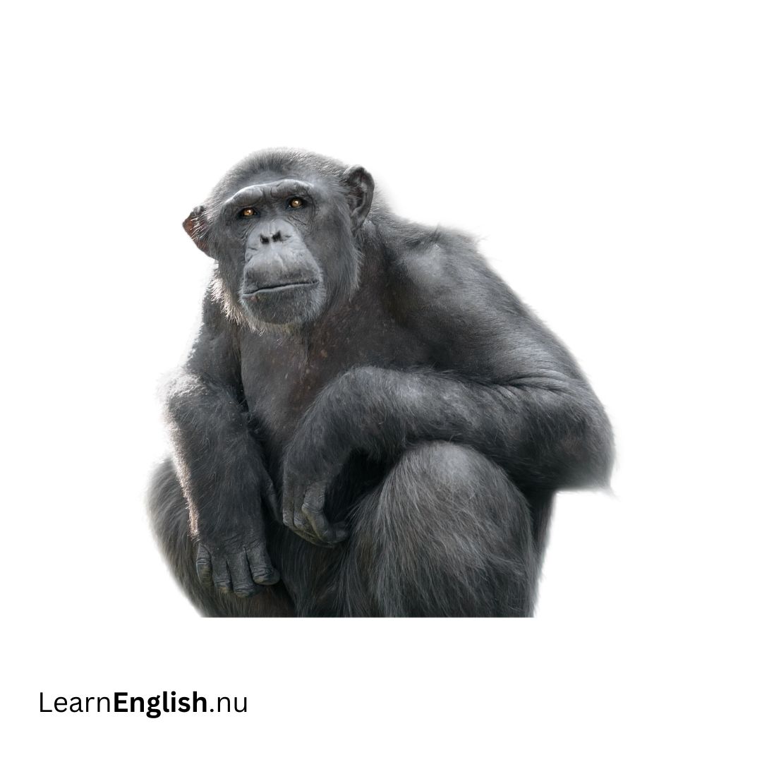 Swedish Lessons: Swedish animal names - learn swedish