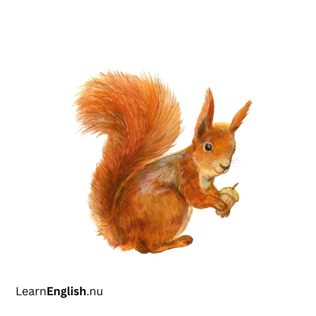 Swedish Lessons: Swedish animal names - learn swedish