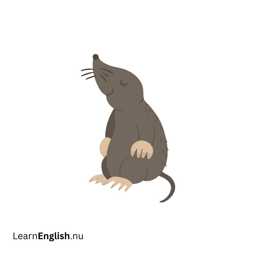 Swedish Lessons: Swedish animal names - learn swedish