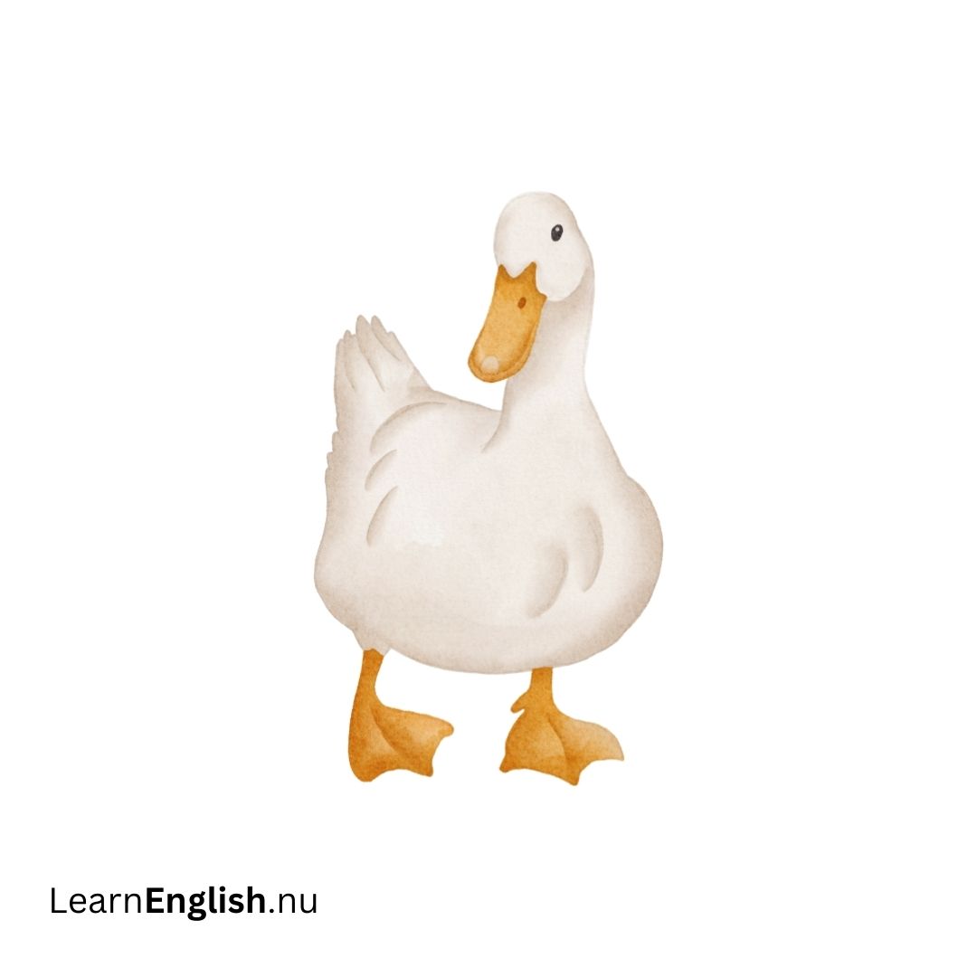 Swedish Lessons: Swedish animal names - learn swedish