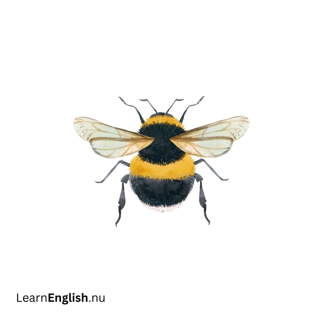 Swedish Lessons: Swedish animal names - learn swedish