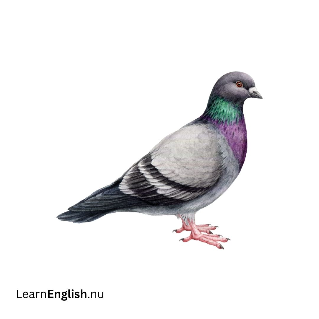 Swedish Lessons: Swedish animal names - learn swedish