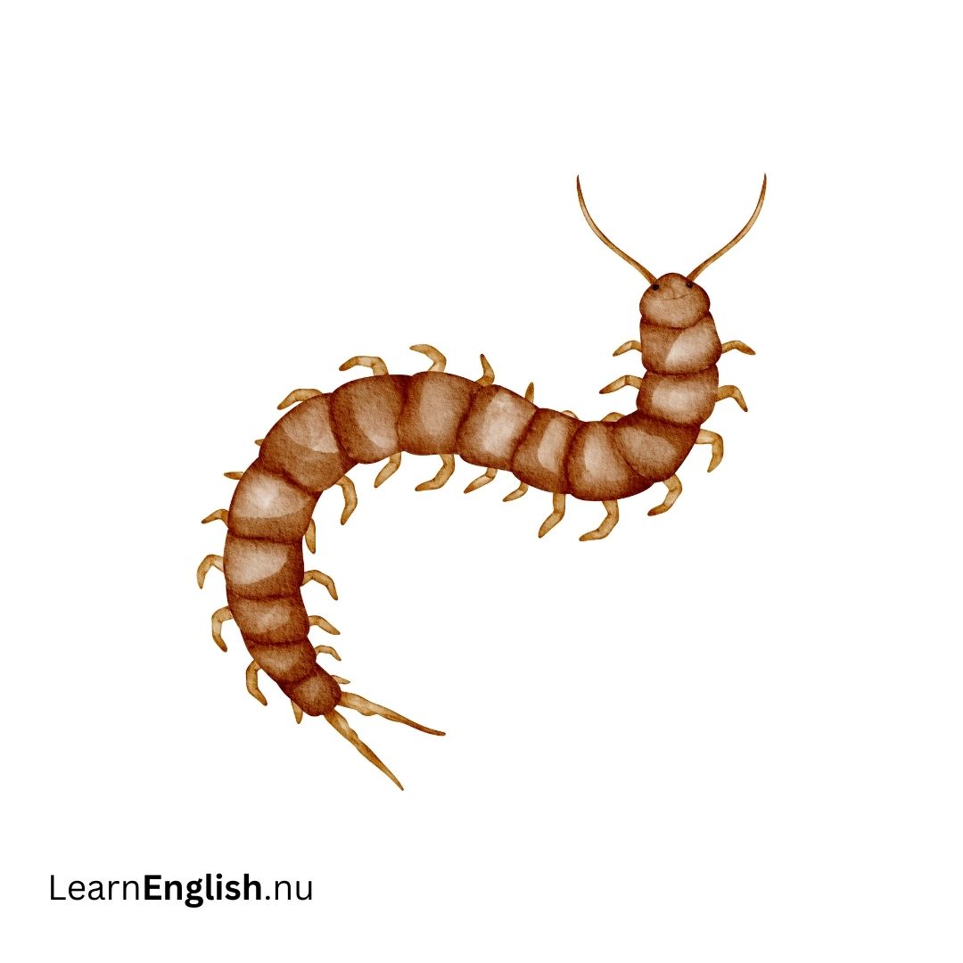 Swedish Lessons: Swedish animal names - learn swedish