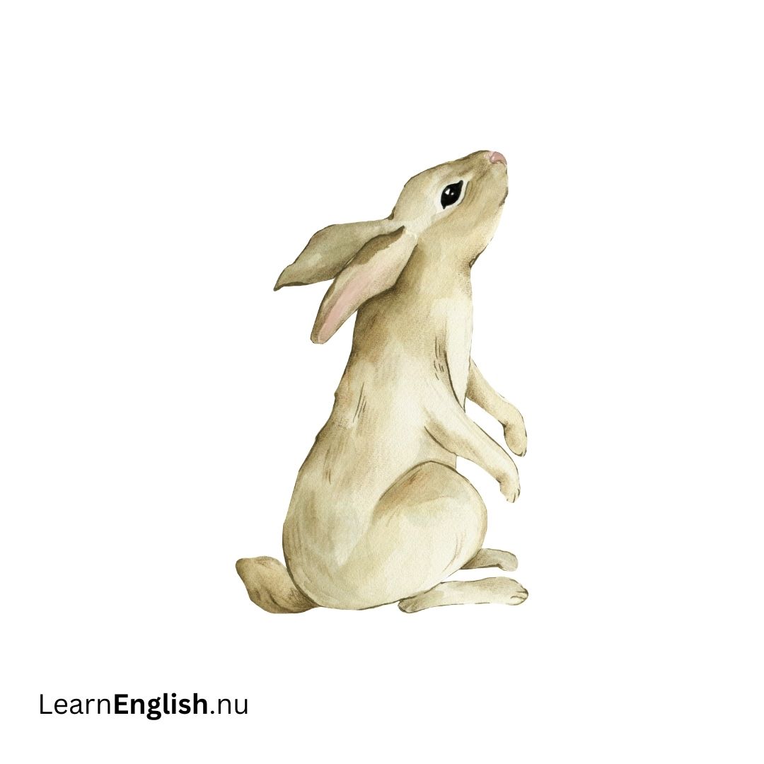 Swedish Lessons: Swedish animal names - learn swedish