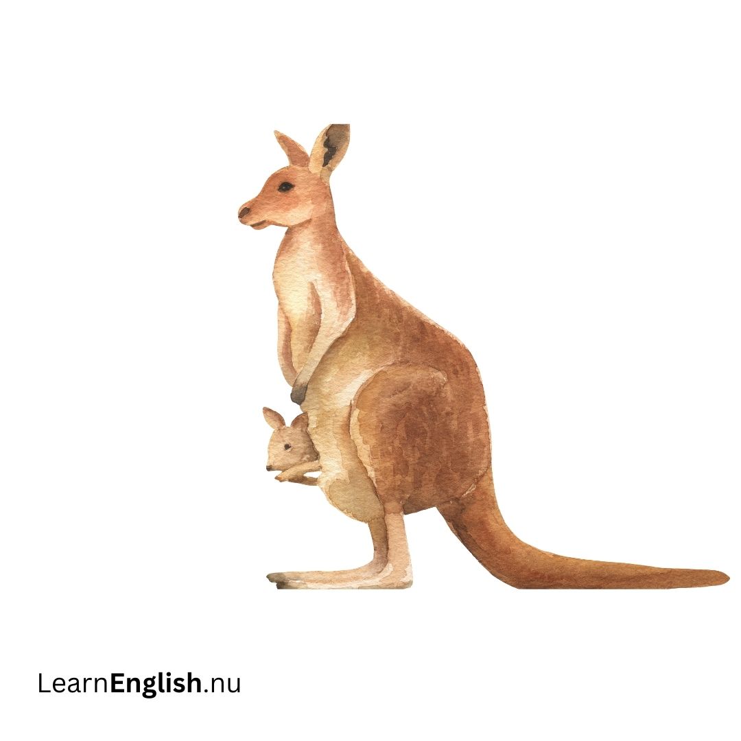 Swedish Lessons: Swedish animal names - learn swedish