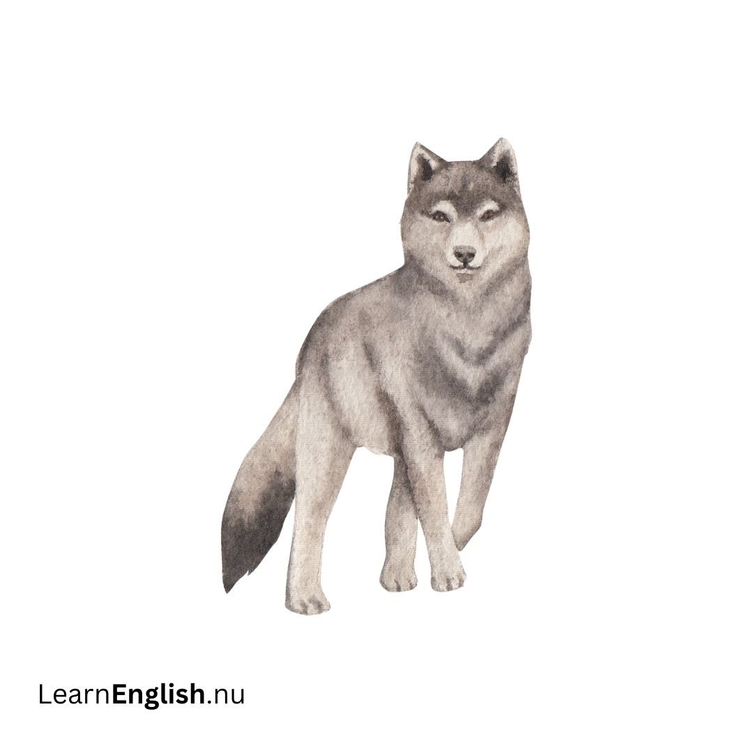 Swedish Lessons: Swedish animal names - learn swedish