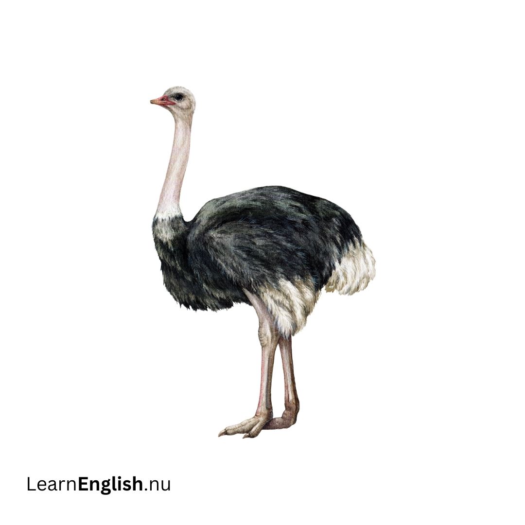 Swedish Lessons: Swedish animal names - learn swedish