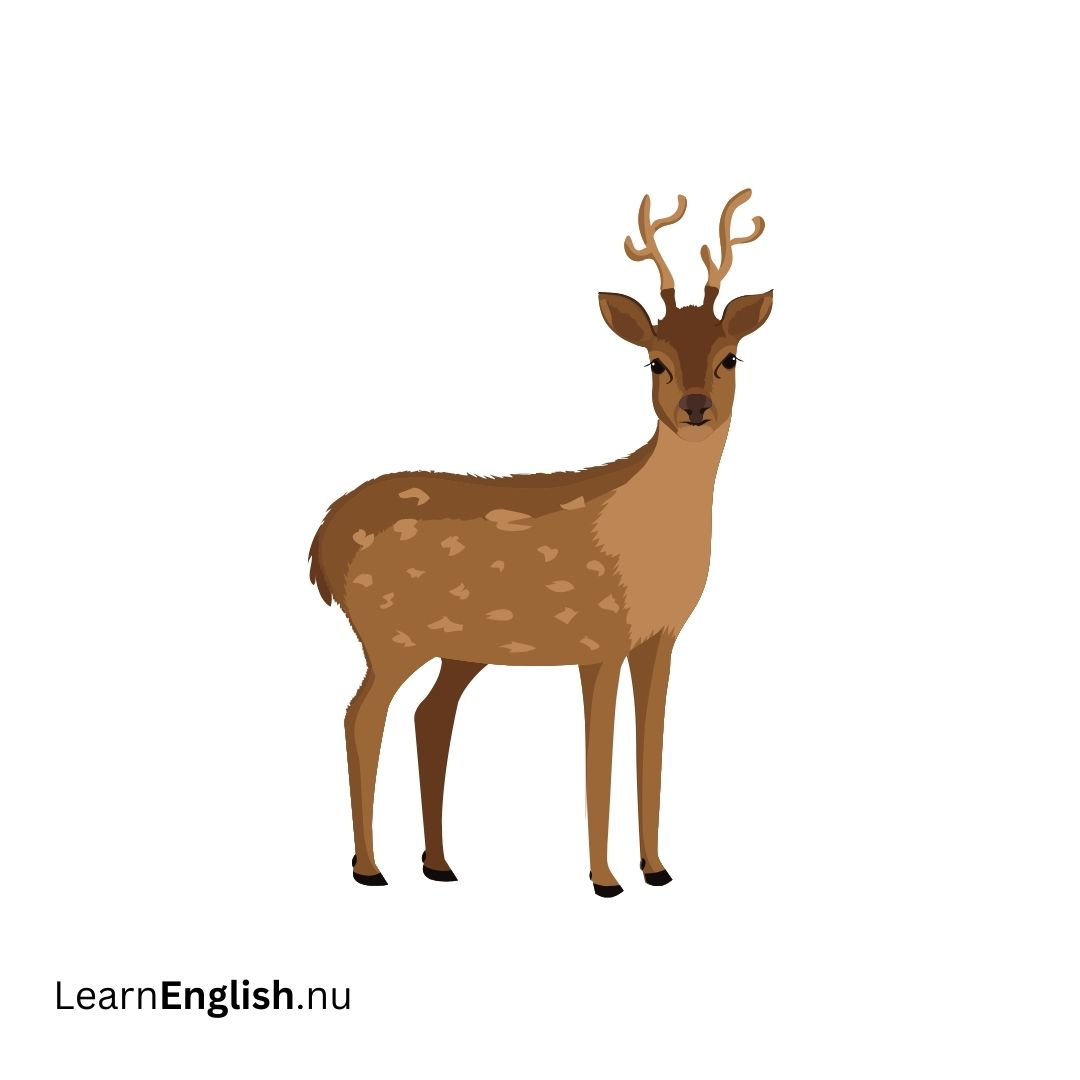 Swedish Lessons: Swedish animal names - learn swedish