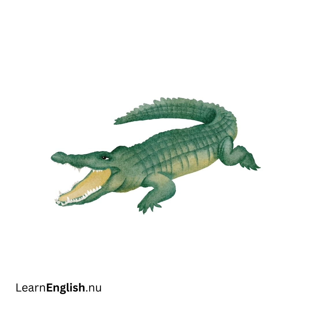 Swedish Lessons: Swedish animal names - learn swedish