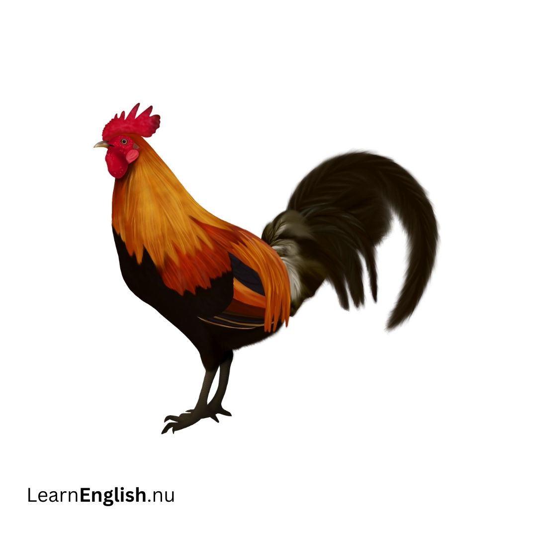 Swedish Lessons: Swedish animal names - learn swedish