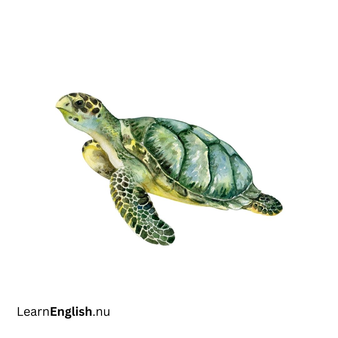 Swedish Lessons: Swedish animal names - learn swedish