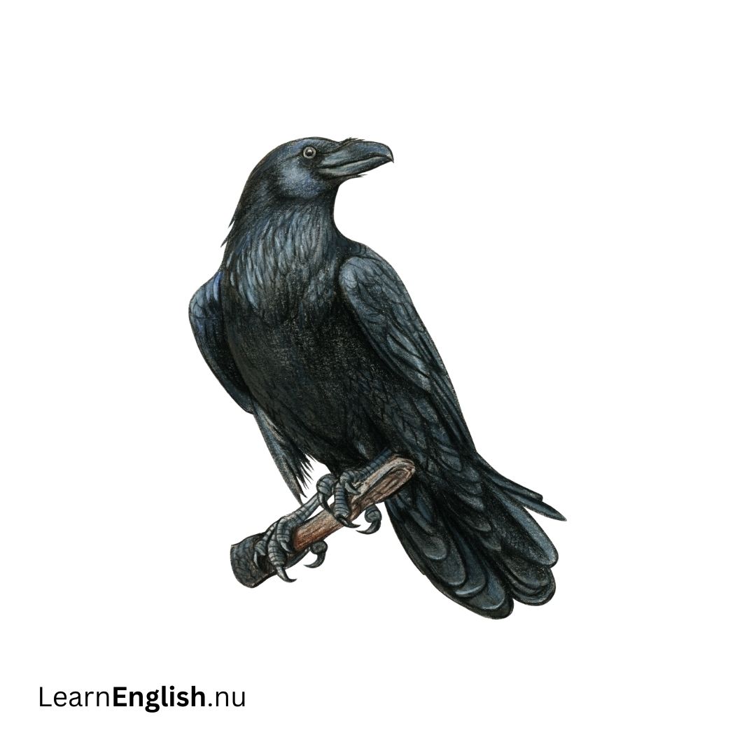 Swedish Lessons: Swedish animal names - learn swedish