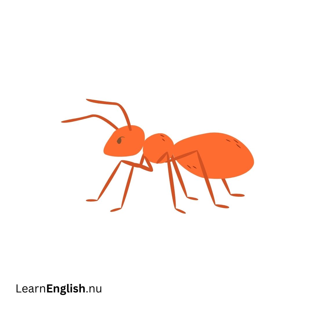 Swedish Lessons: Swedish animal names - learn swedish