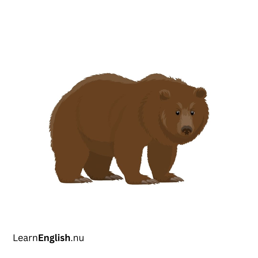 Swedish Lessons: Swedish animal names - learn swedish