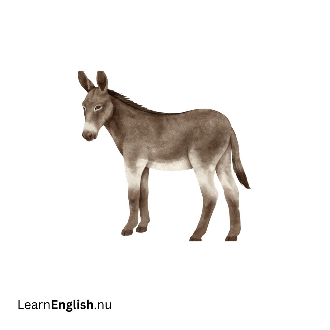 Swedish Lessons: Swedish animal names - learn swedish