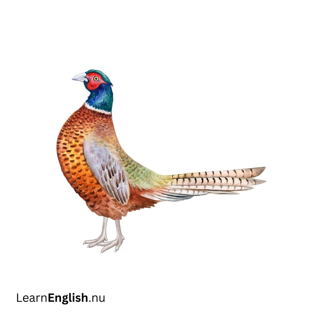 Swedish Lessons: Bird names in Swedish pictures & audio - learn swedish