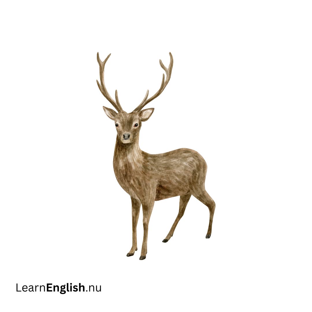 Farm animals in Swedish: Animal Names in Swedish - learn swedish