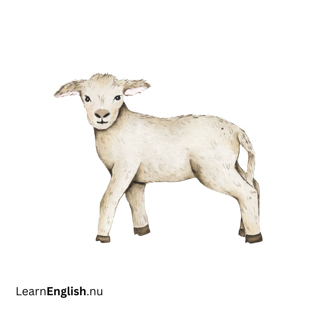 Farm animals in Swedish: Animal Names in Swedish - learn swedish