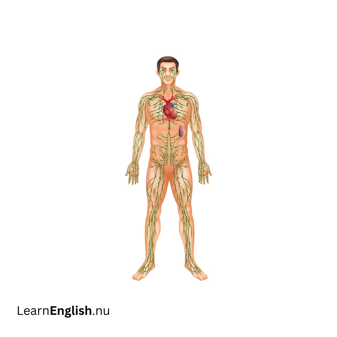 Full body systems in Swedish: Parts Of The Body In Swedish - learn swedish