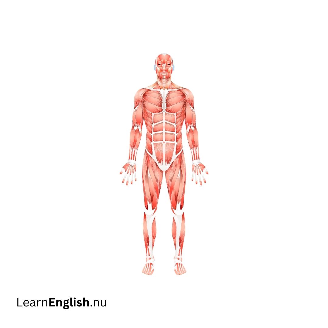 Full body systems in Swedish: Parts Of The Body In Swedish - learn swedish
