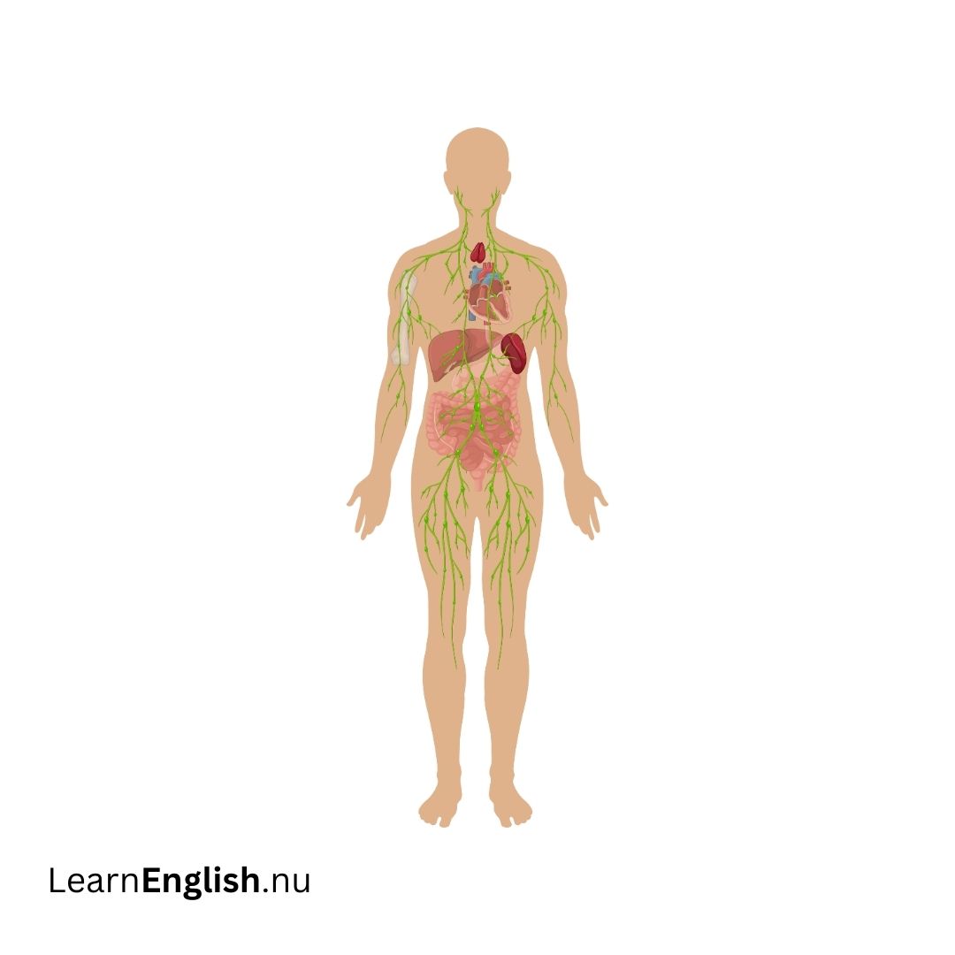 Full body systems in Swedish: Parts Of The Body In Swedish - learn swedish