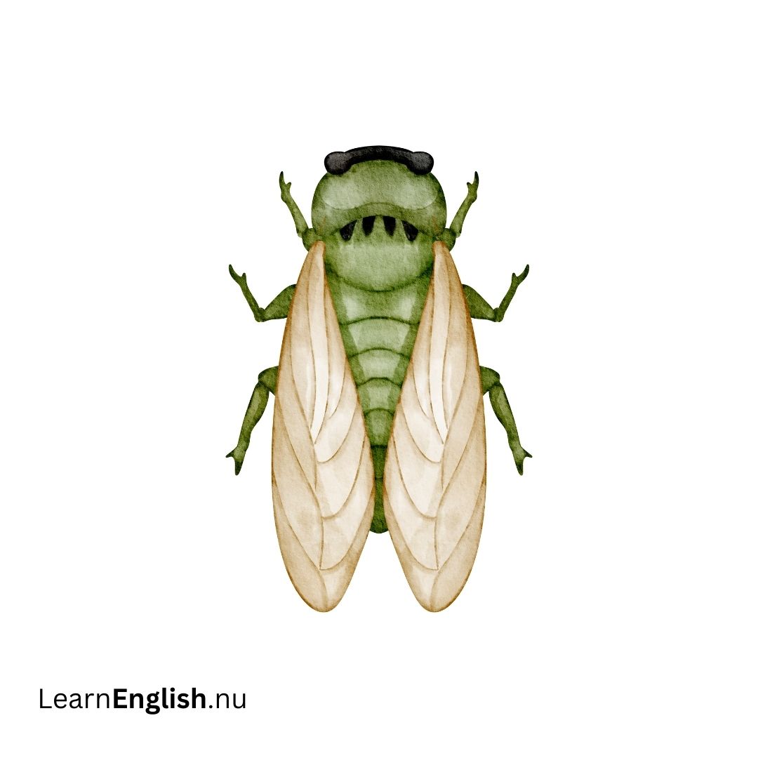 Swedish Lessons: Insects and Reptiles in Swedish pictures & audio ...