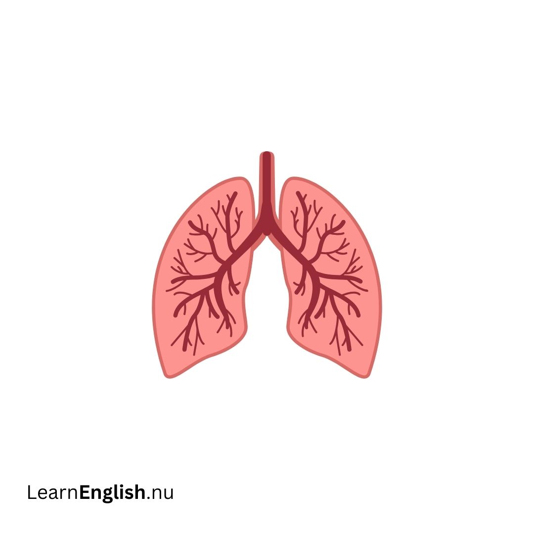 Internal organs :: Swedish vocabulary: Learn Swedish - learn swedish