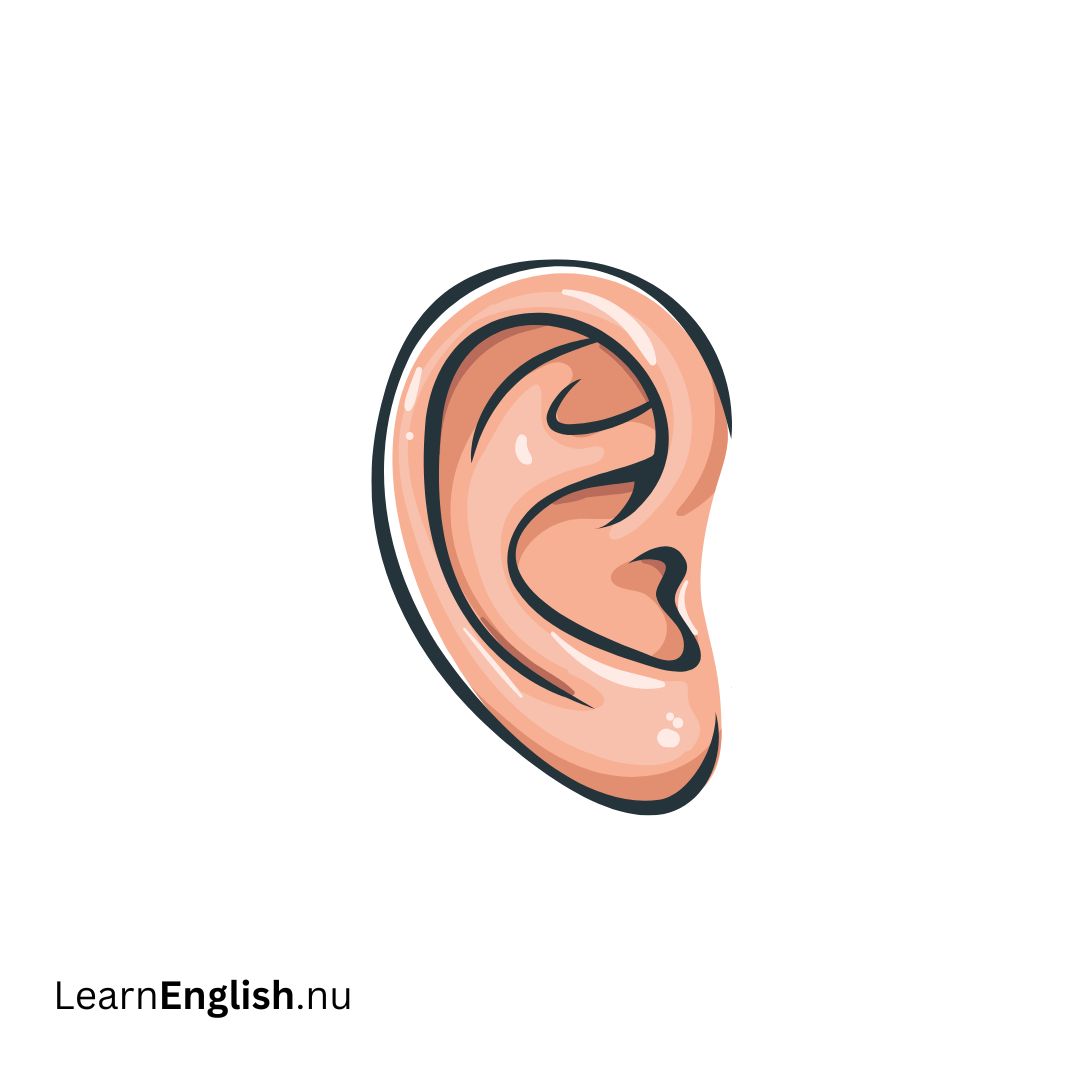 Parts of the Head in Swedish: Learn Swedish - learn swedish