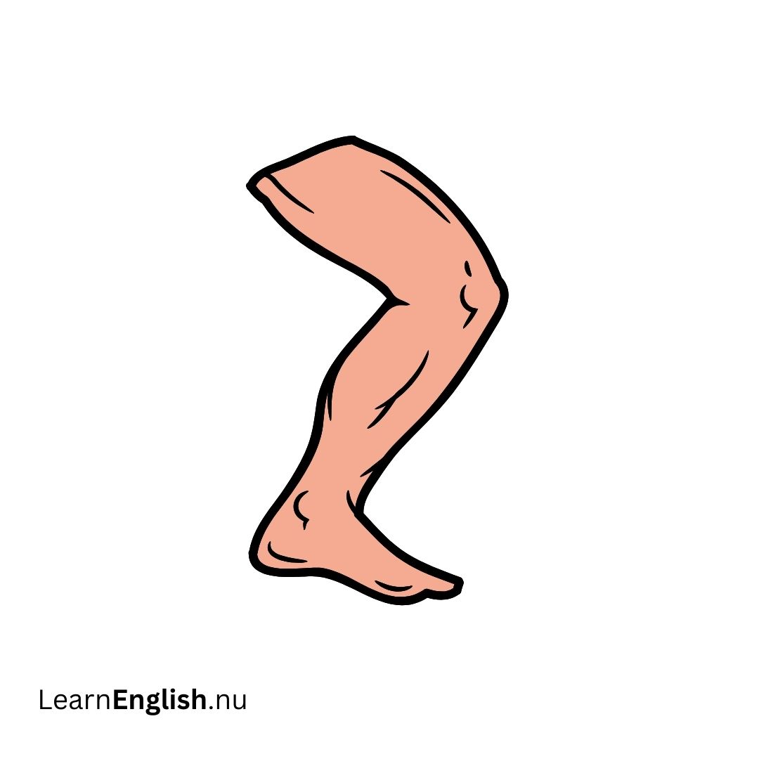 Swedish Parts of the Body Vocabulary - learn swedish