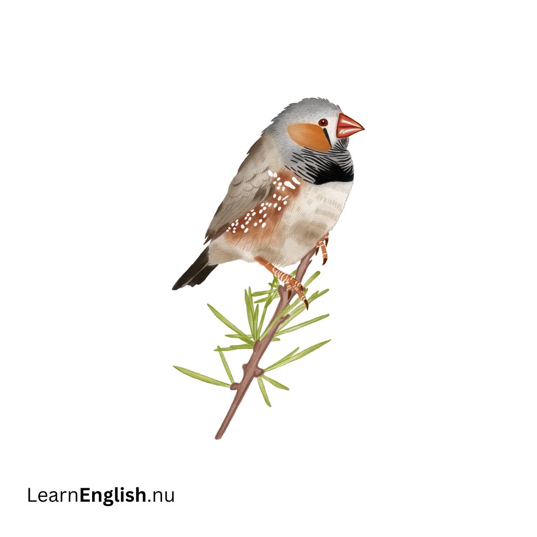 Pet names in Swedish: Animal Names in Swedish - learn swedish