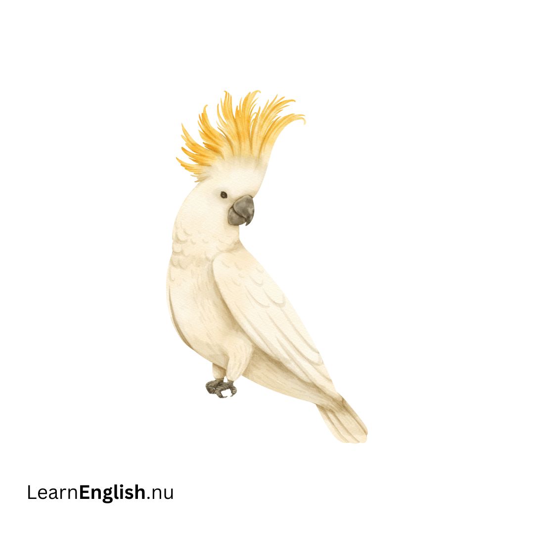 Pet names in Swedish: Animal Names in Swedish - learn swedish