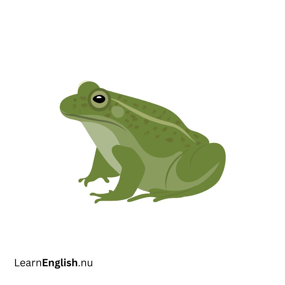 Pet names in Swedish: Animal Names in Swedish - learn swedish