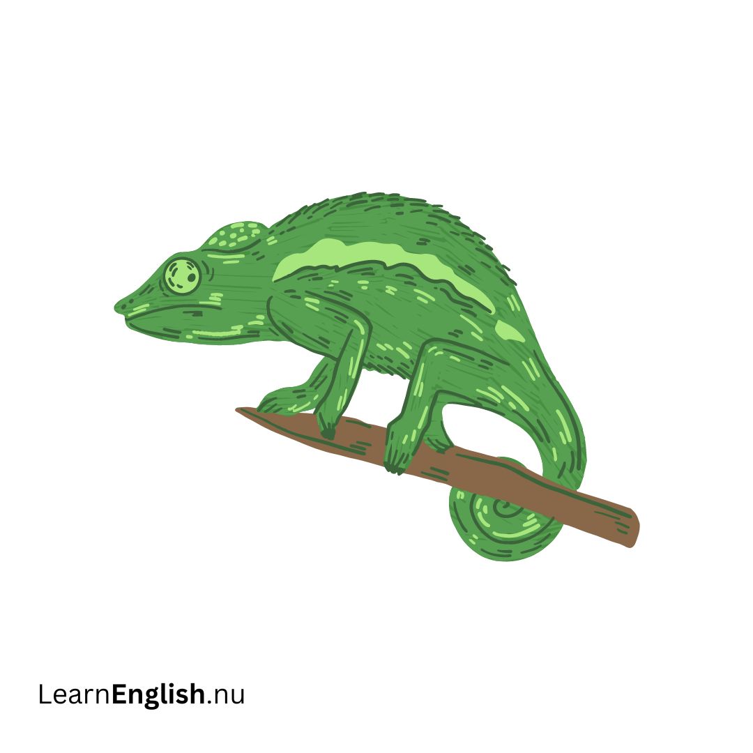 Pet names in Swedish: Animal Names in Swedish - learn swedish