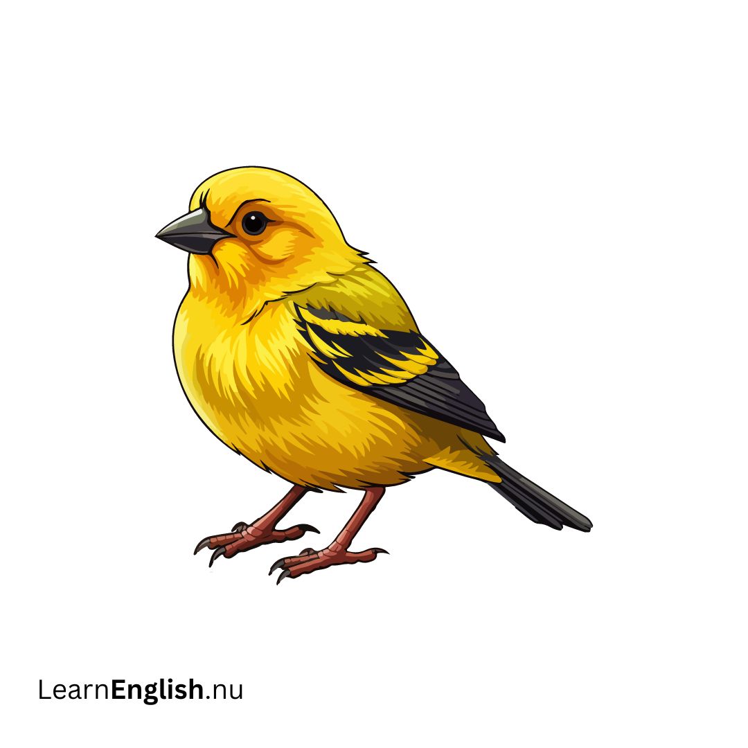 Pet names in Swedish: Animal Names in Swedish - learn swedish