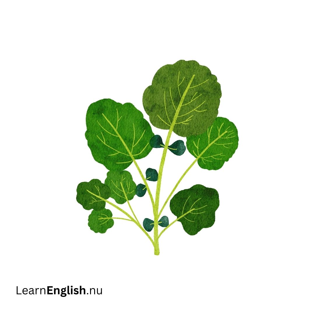 List of vegetables Grönsaker in Swedish - learn swedish